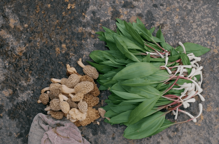 Episode Guide: Wild Ramps in West Virginia | America the Bountiful