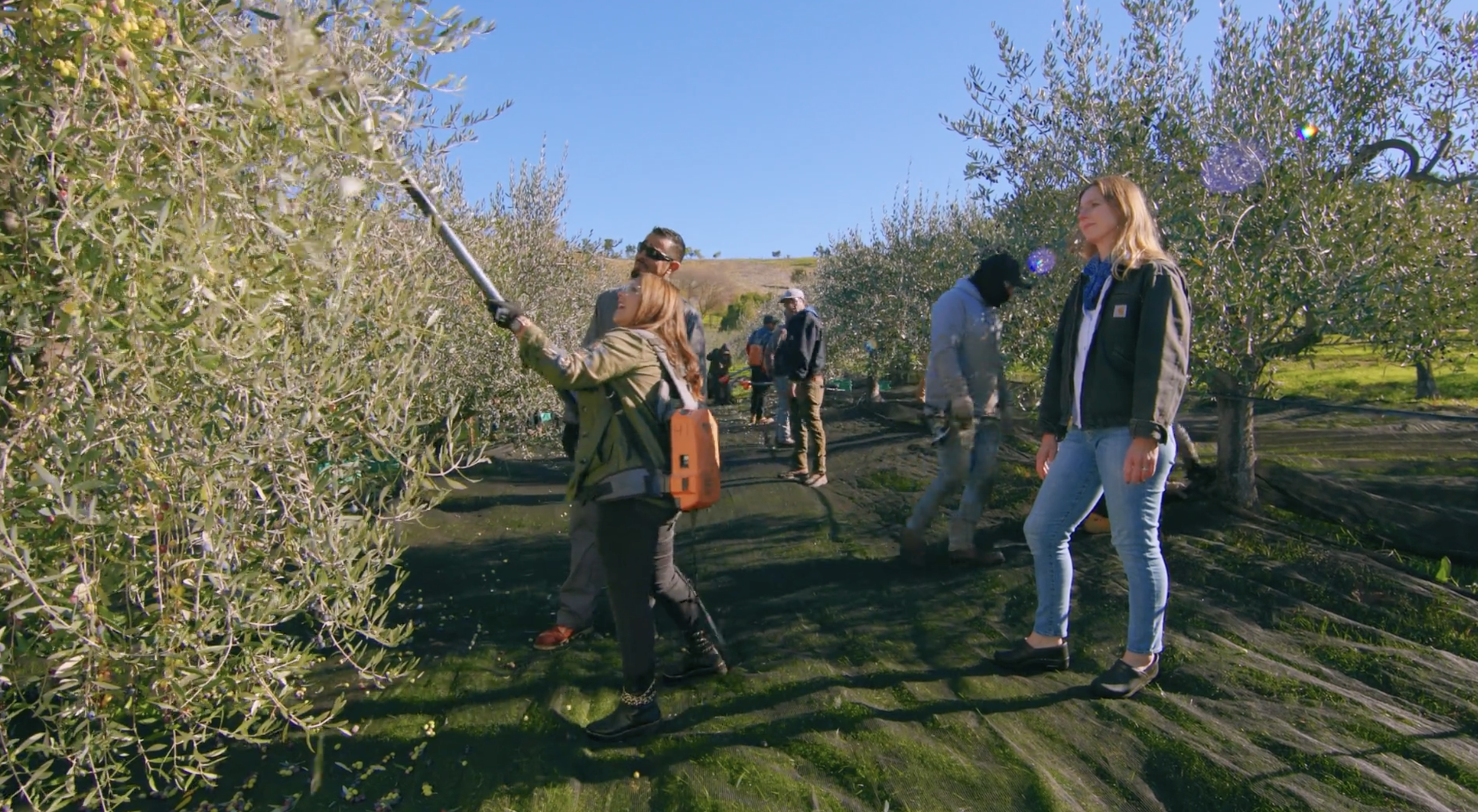 Episode Guide: Olives in California | America the Bountiful